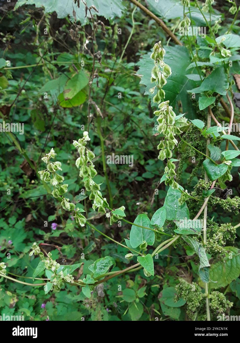 Copse-bindweed (Fallopia dumetorum Stock Photo - Alamy