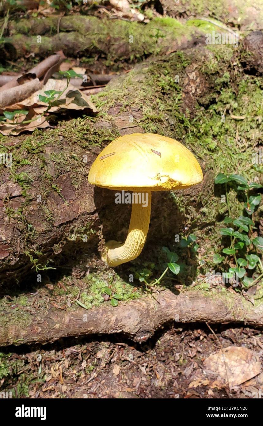 Ornate-stalked bolete (Retiboletus ornatipes Stock Photo - Alamy