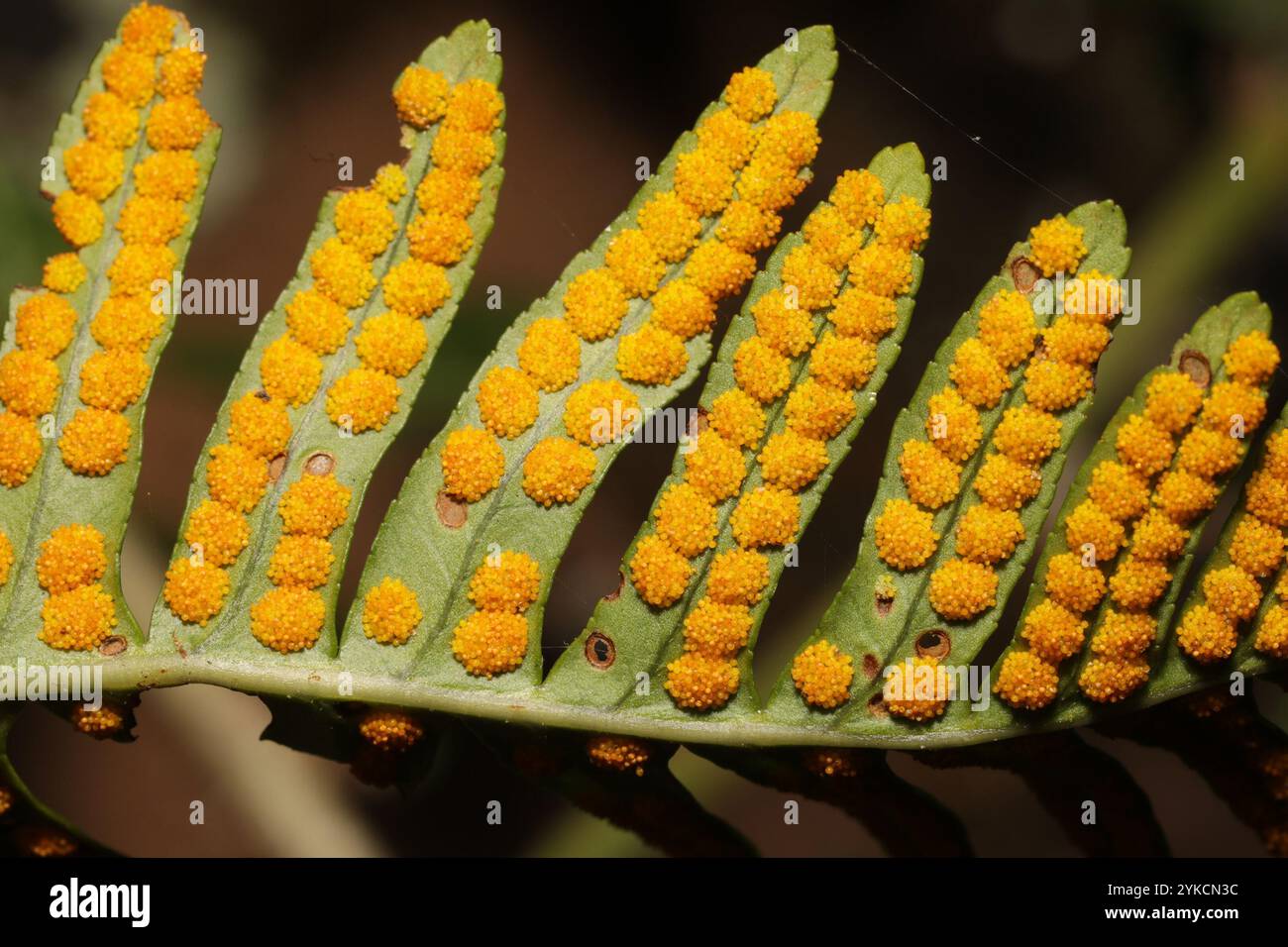 common polypody (Polypodium vulgare Stock Photo - Alamy