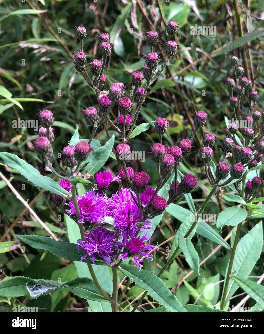 New York ironweed (Vernonia noveboracensis Stock Photo - Alamy