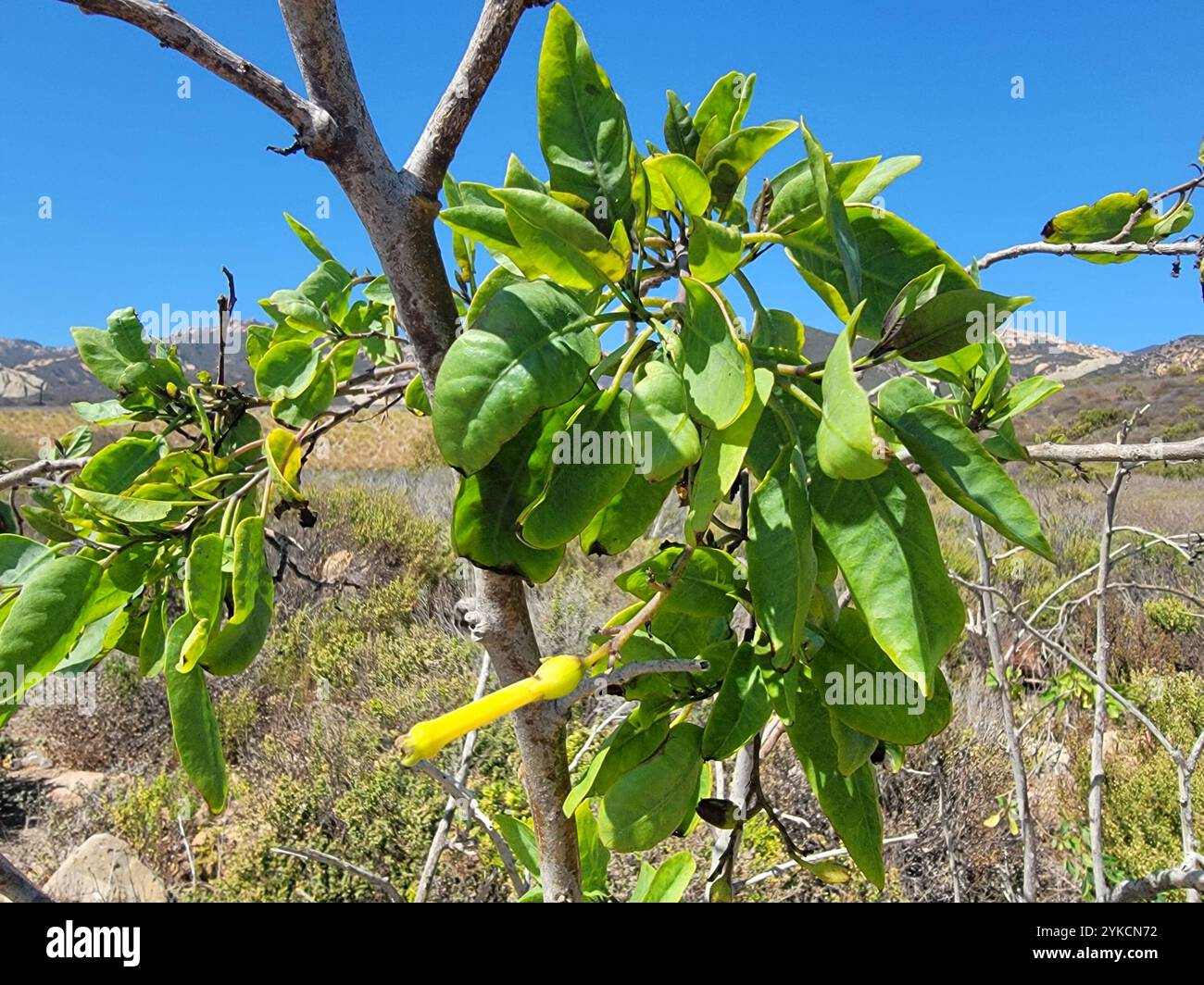 tree tobacco (Nicotiana glauca Stock Photo - Alamy