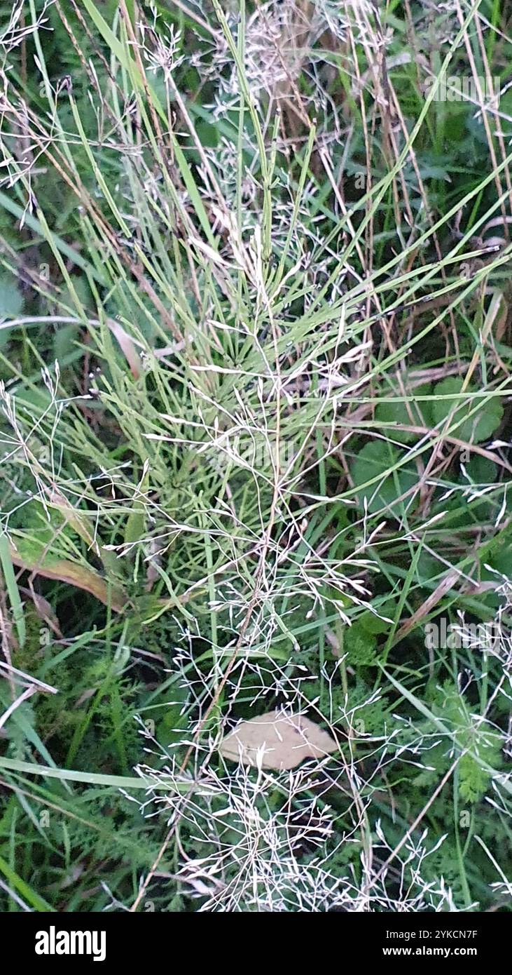 bent grass (Agrostis Stock Photo - Alamy