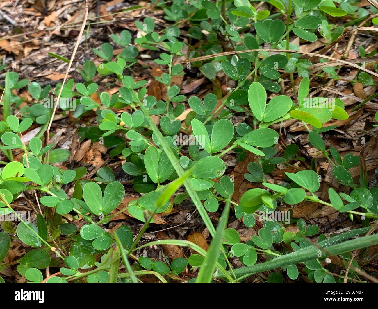roundleaf sensitive pea (Chamaecrista rotundifolia Stock Photo - Alamy