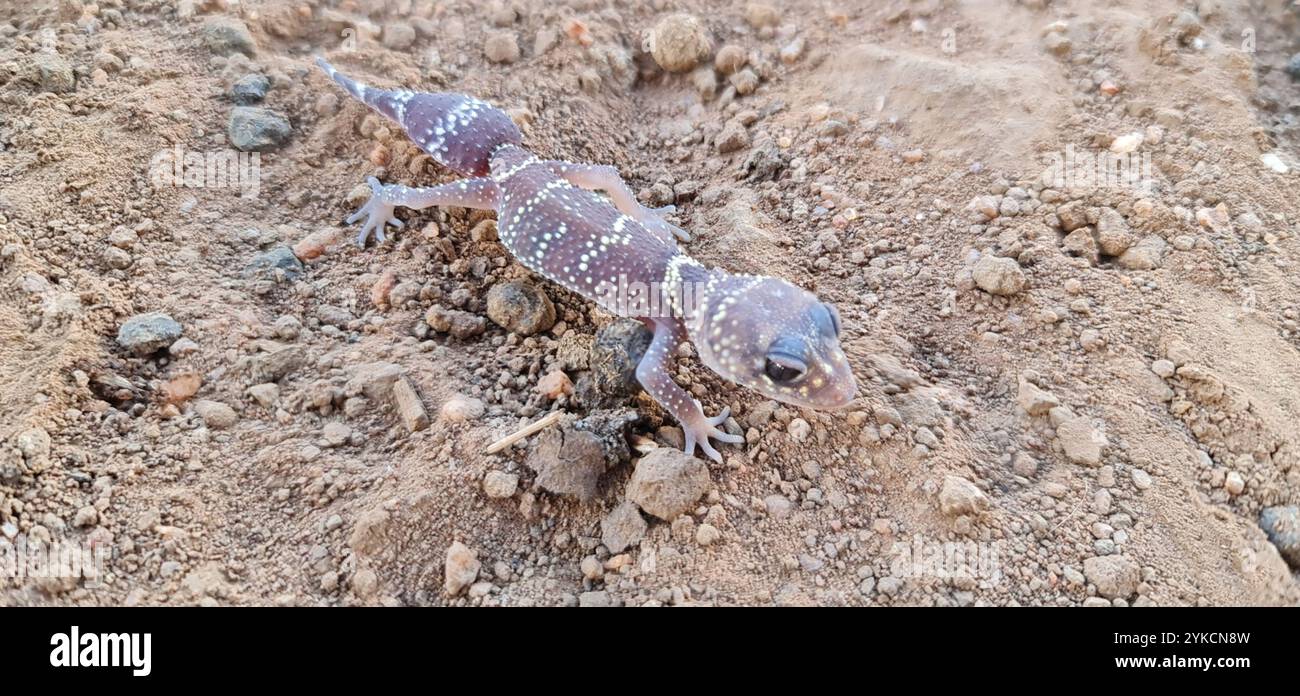 Thick-tailed Barking Gecko (Underwoodisaurus milii Stock Photo - Alamy