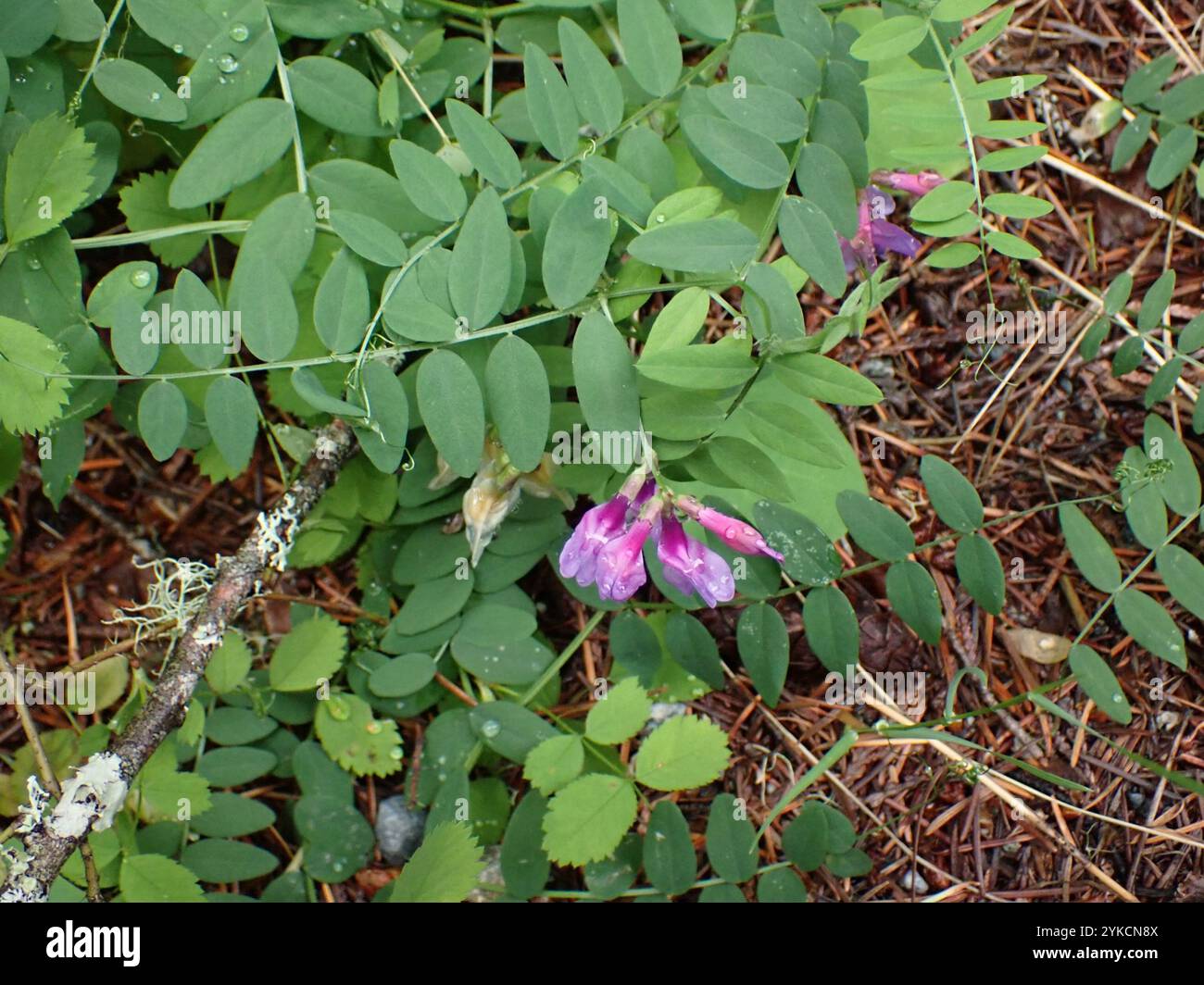 American vetch (Vicia americana Stock Photo - Alamy