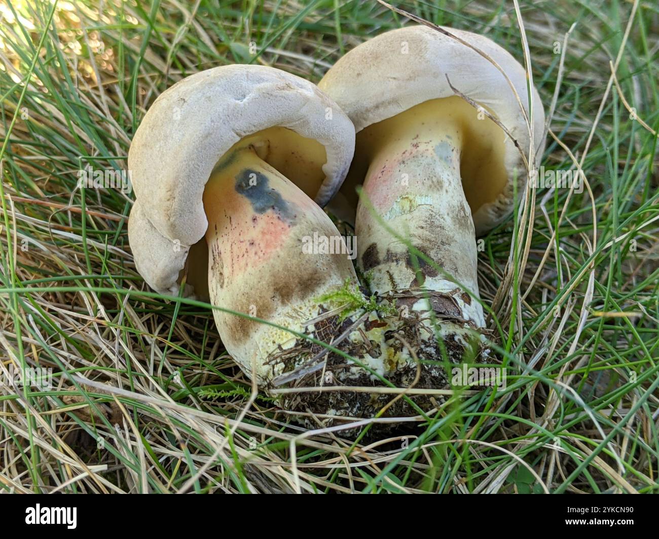 Bitter Boletes (Caloboletus Stock Photo - Alamy