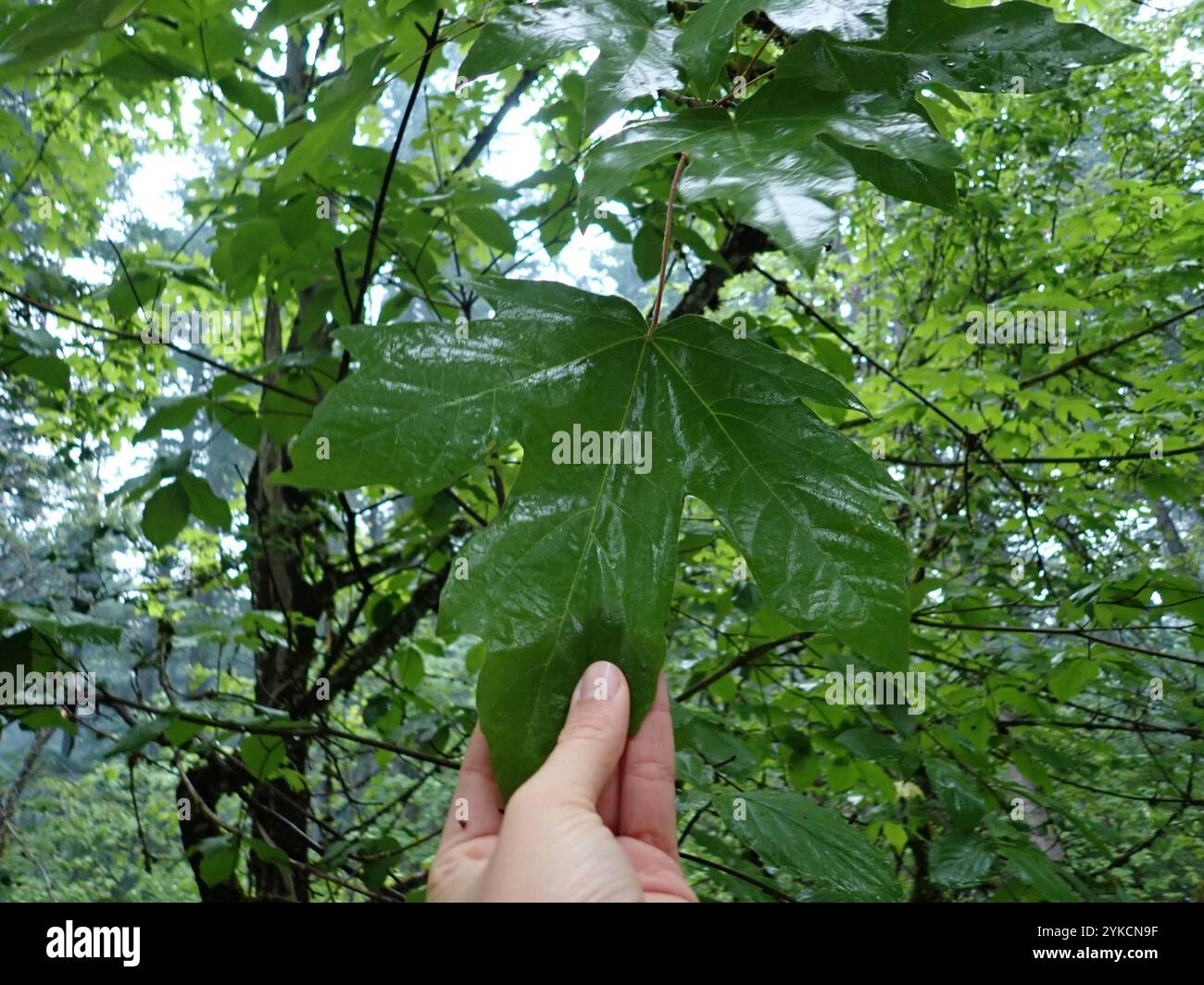 bigleaf maple (Acer macrophyllum Stock Photo - Alamy