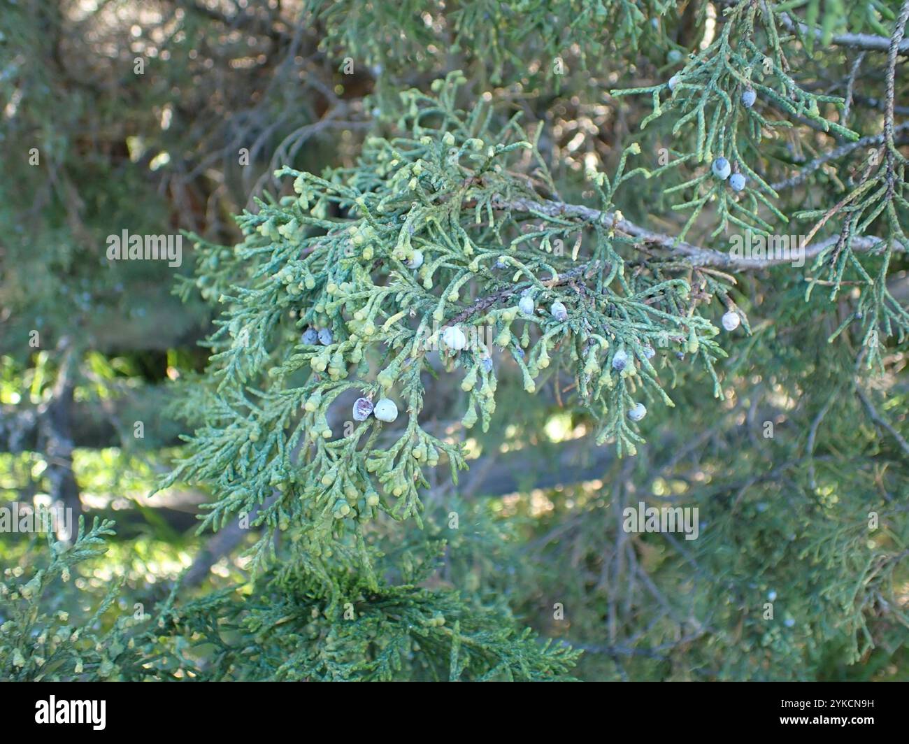 Rocky Mountain Juniper (Juniperus scopulorum Stock Photo - Alamy