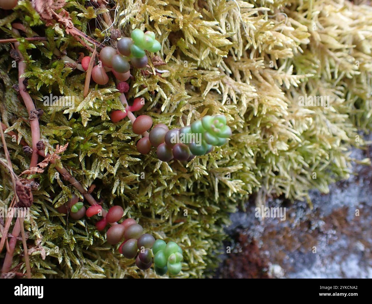 Pacific stonecrop (Sedum divergens Stock Photo - Alamy