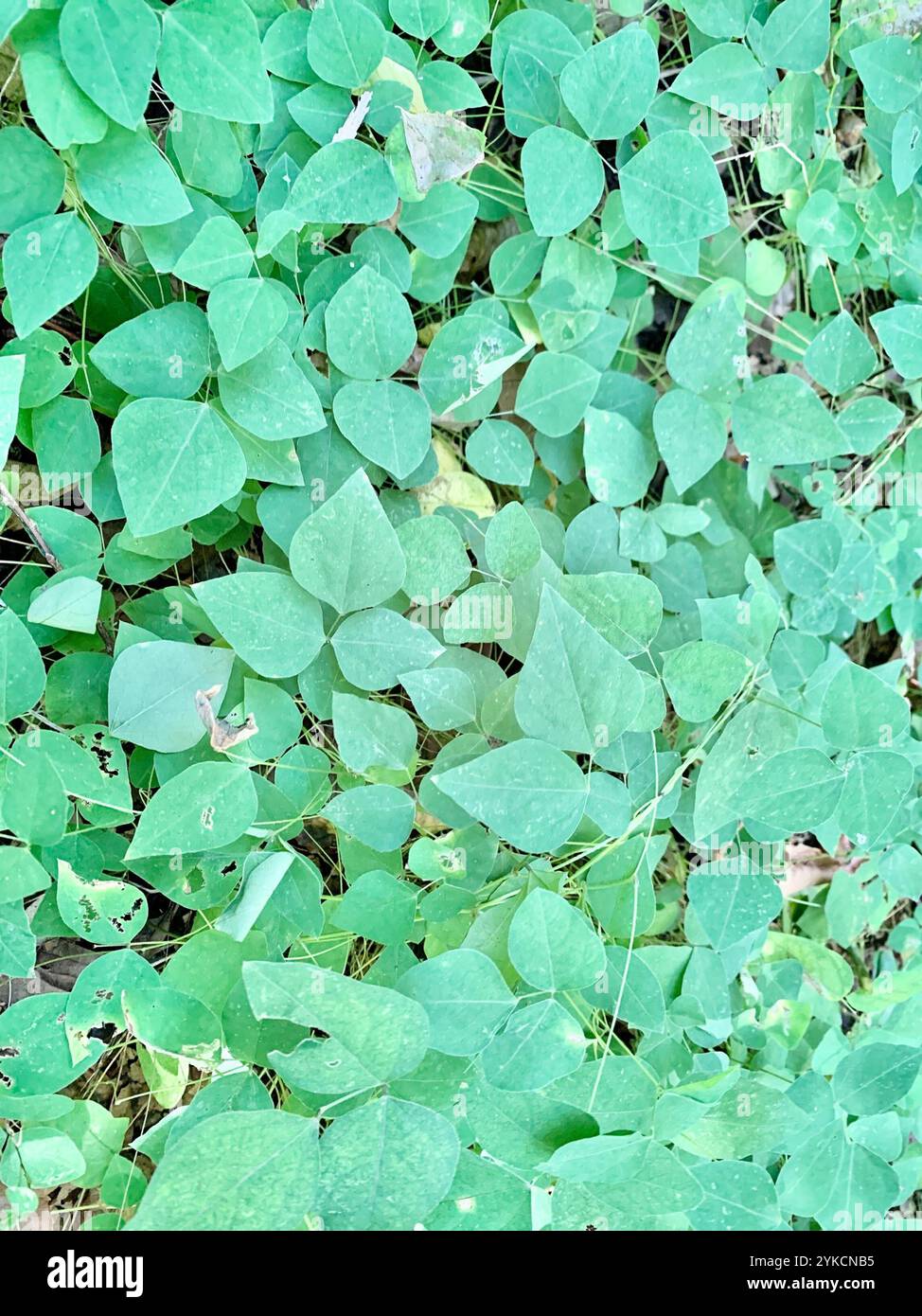 American hog-peanut (Amphicarpaea bracteata Stock Photo - Alamy