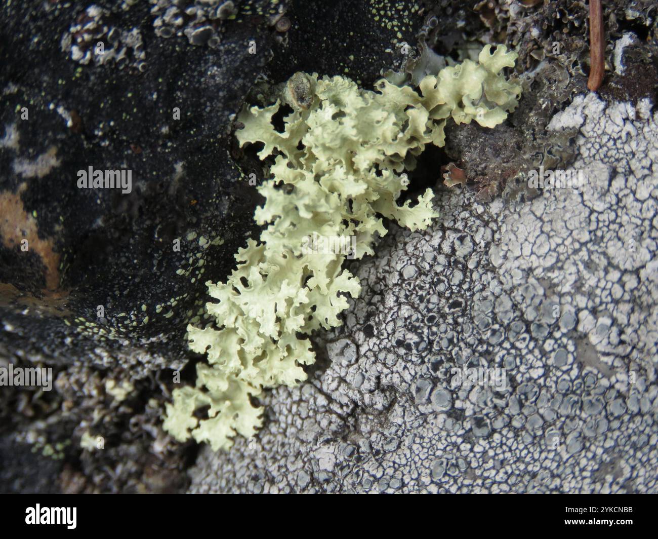 Lichen nivalis hi-res stock photography and images - Alamy