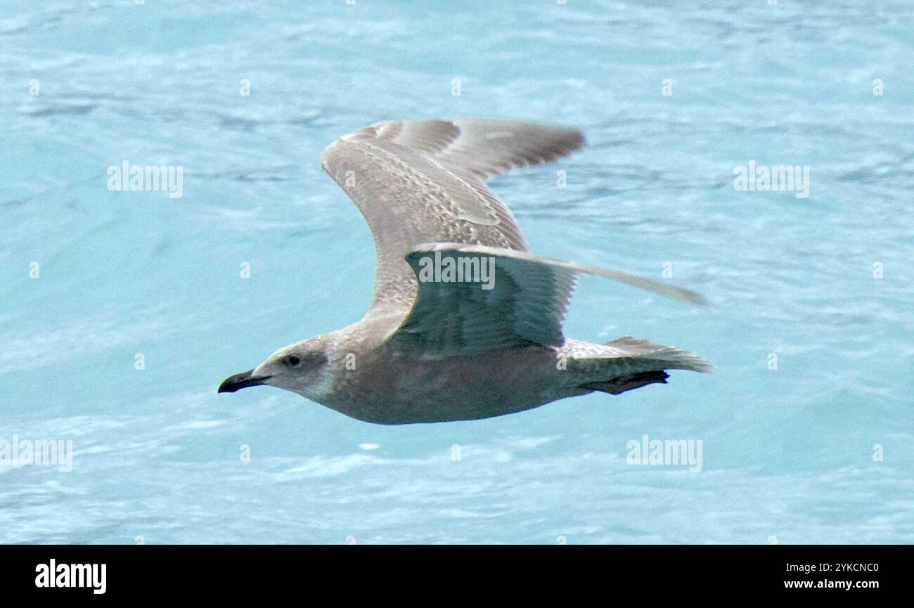 Glaucous-winged Gull (Larus glaucescens Stock Photo - Alamy