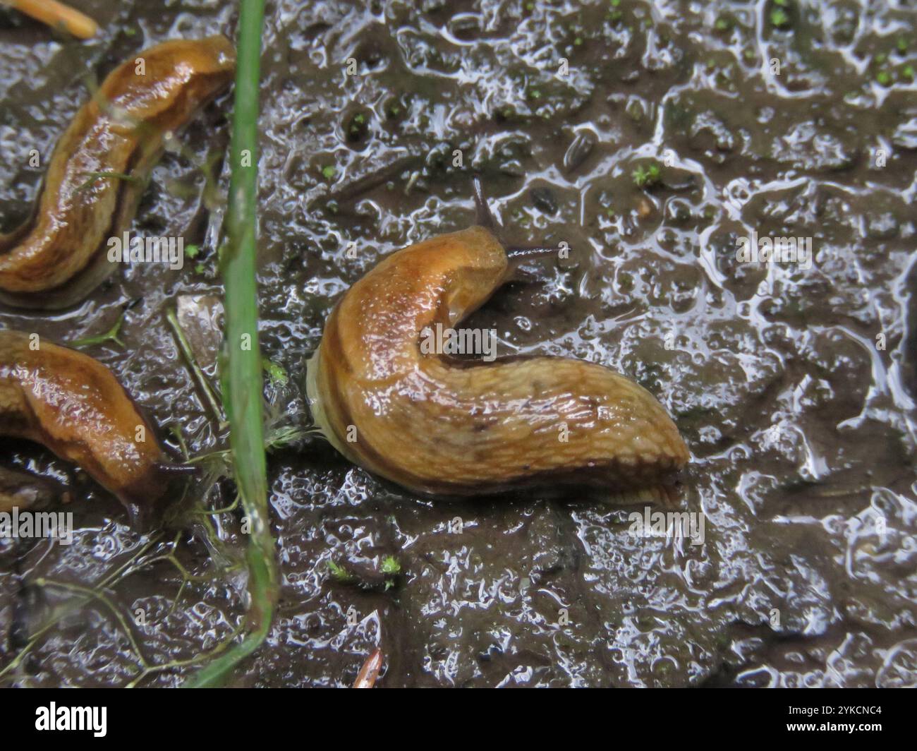 Arion Slugs (Arion Stock Photo - Alamy