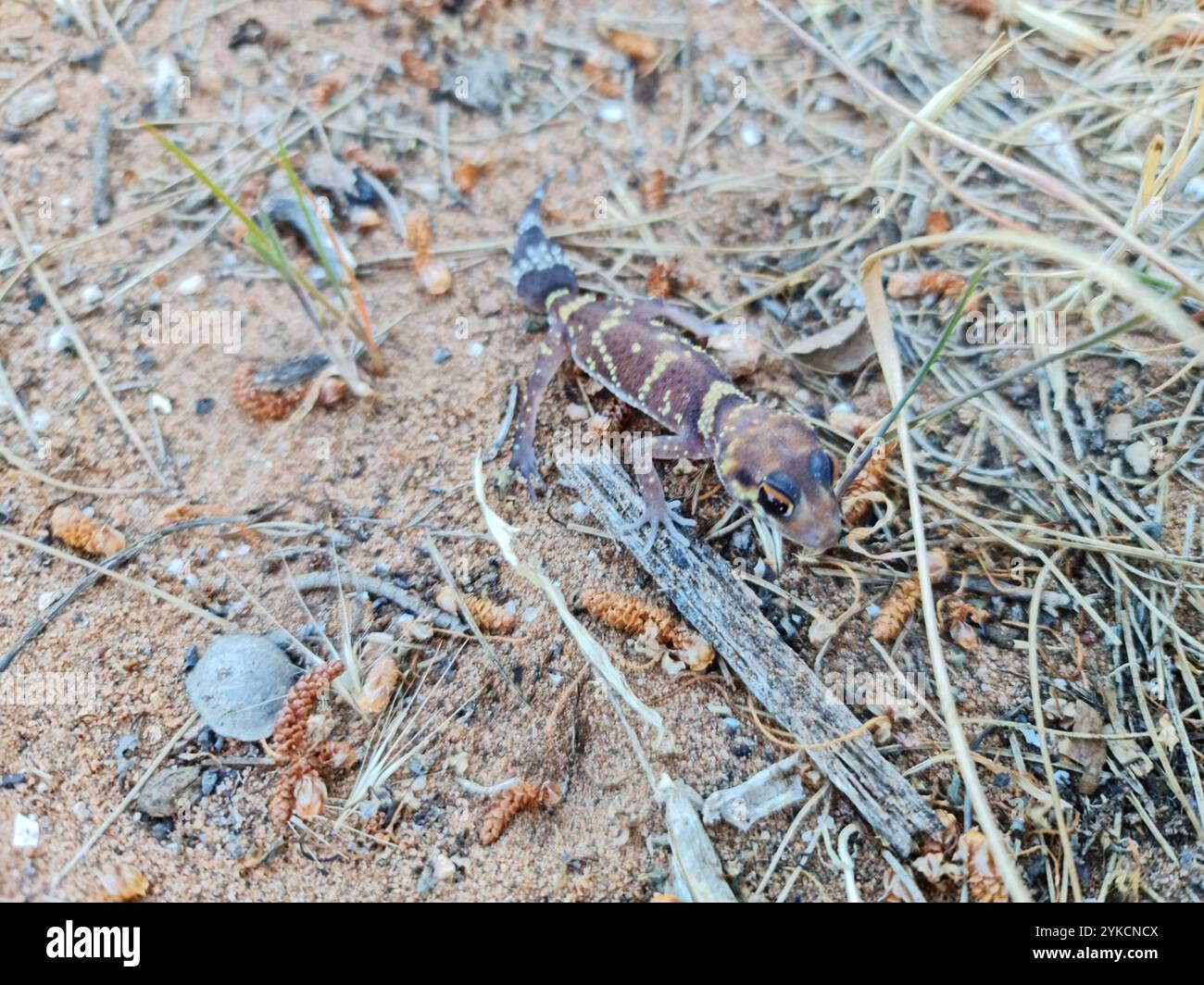 Thick-tailed Barking Gecko (Underwoodisaurus milii Stock Photo - Alamy