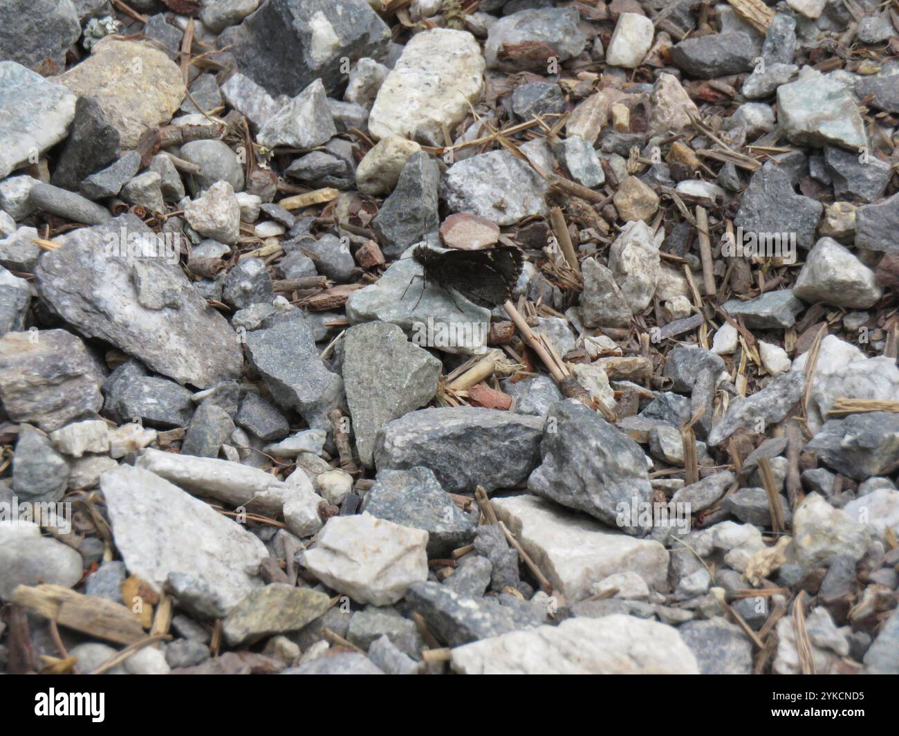 Common Roadside-Skipper (Amblyscirtes vialis Stock Photo - Alamy