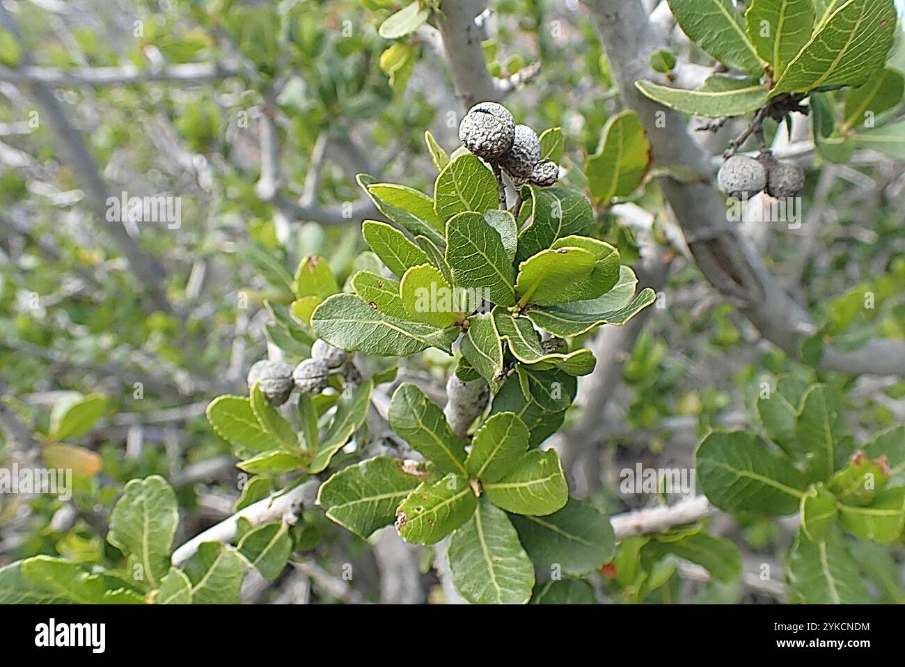 Pappea capensis hi-res stock photography and images - Alamy
