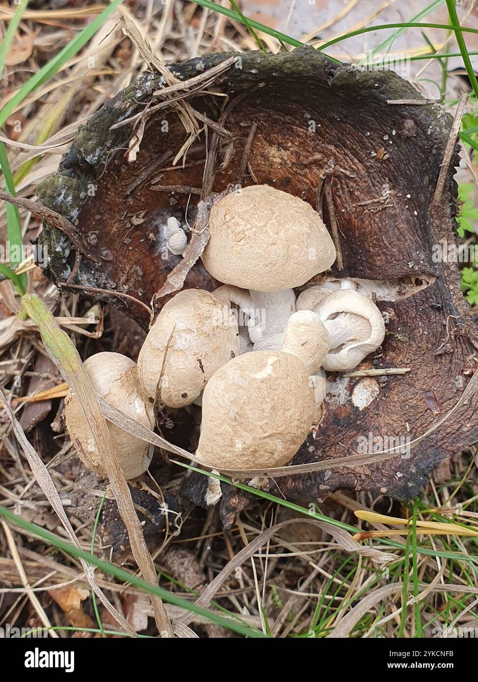 Powder Cap (Asterophora lycoperdoides Stock Photo - Alamy