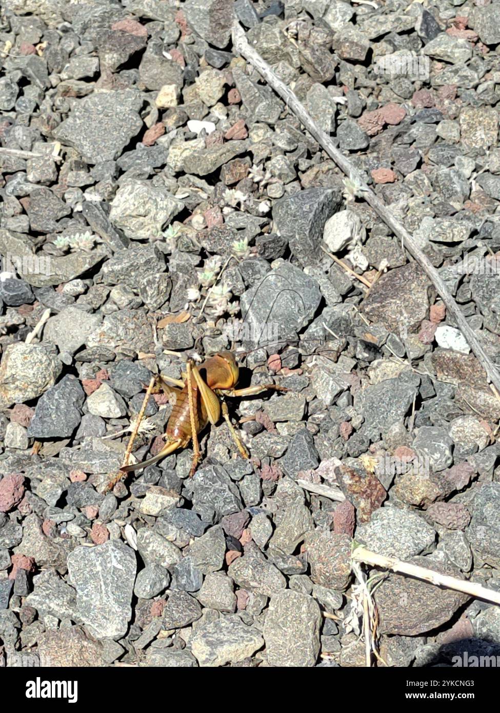 Anabrus simplex hi-res stock photography and images - Alamy