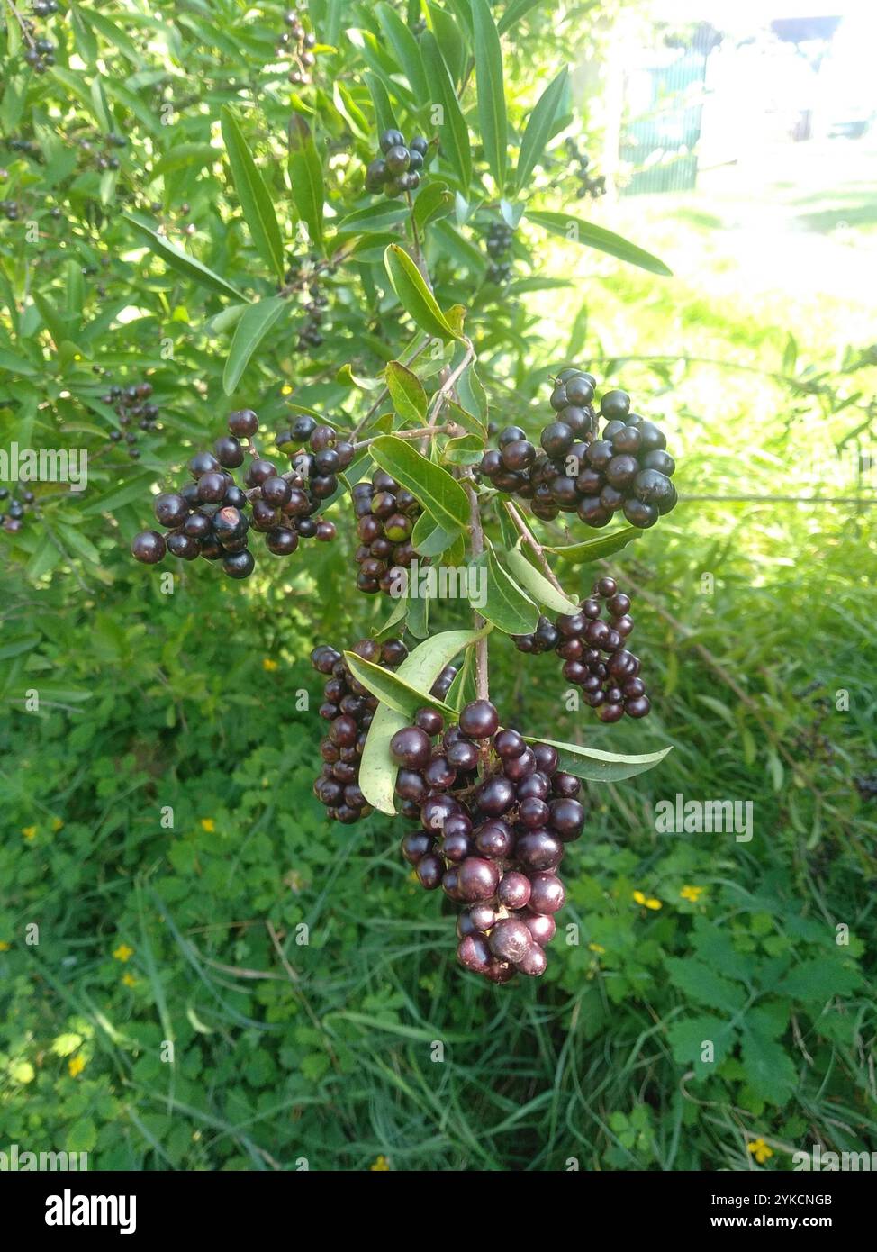 Common Privet (Ligustrum vulgare Stock Photo - Alamy