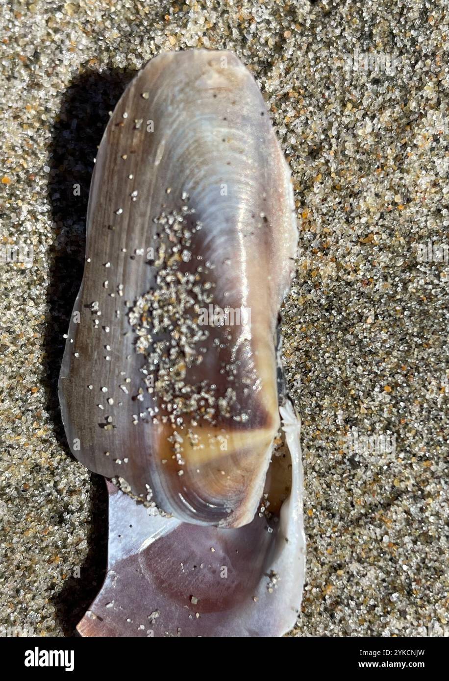 Pacific Razor Clam (Siliqua patula Stock Photo - Alamy