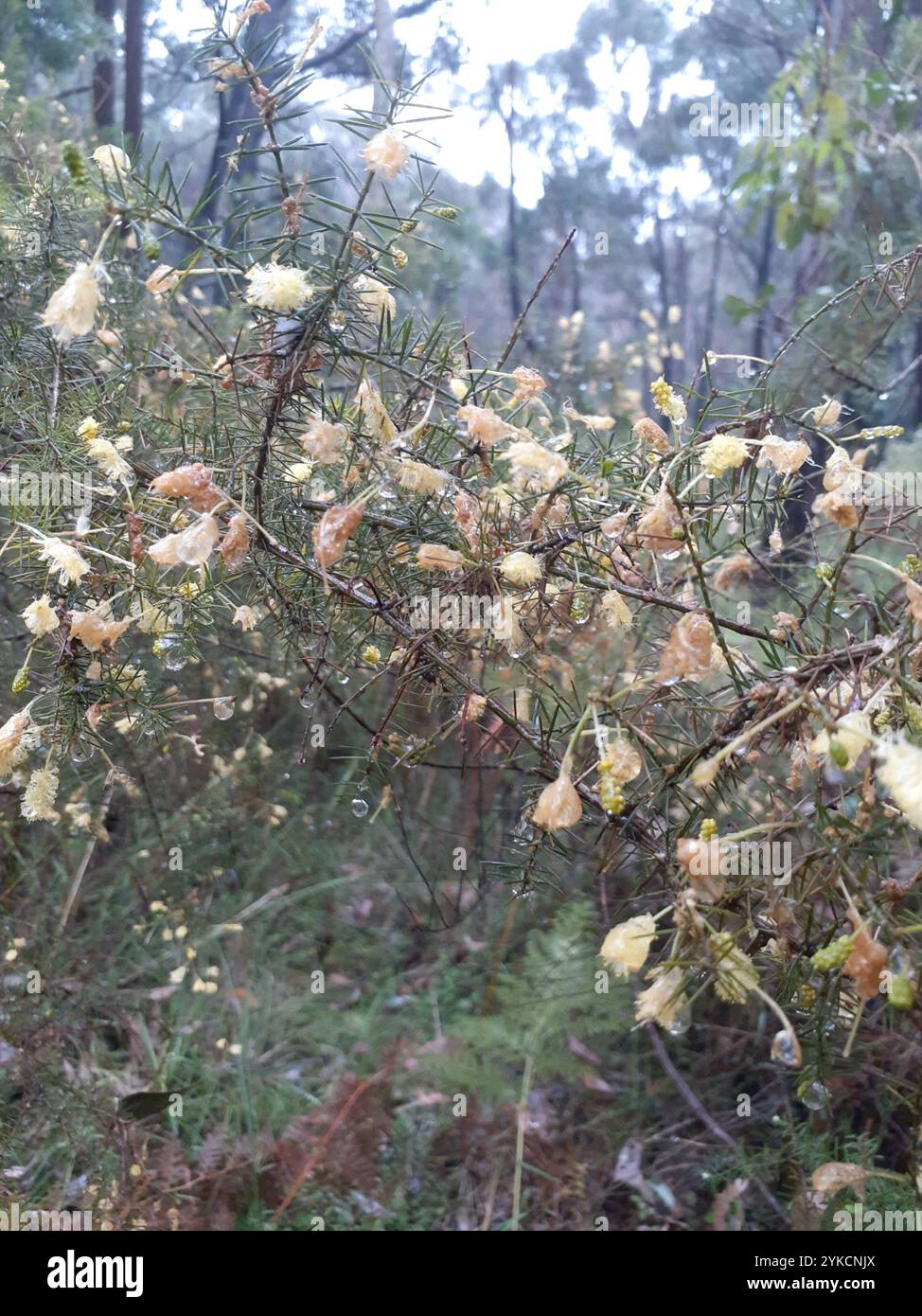 Prickly moses (Acacia verticillata Stock Photo - Alamy