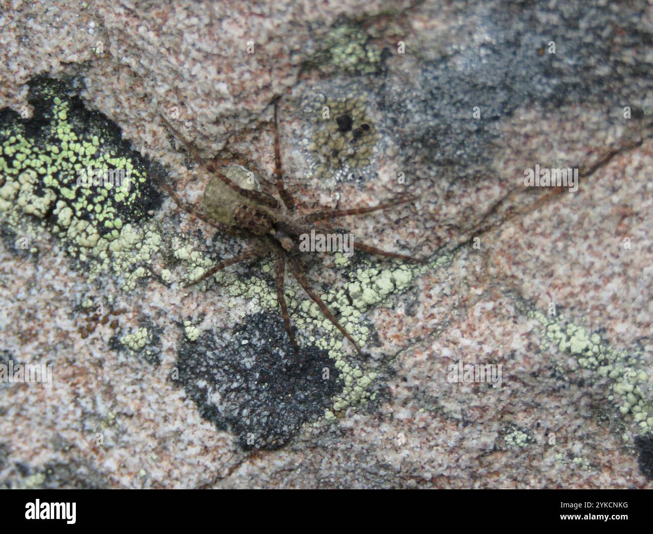 Thin-legged Wolf Spiders (Pardosa Stock Photo - Alamy