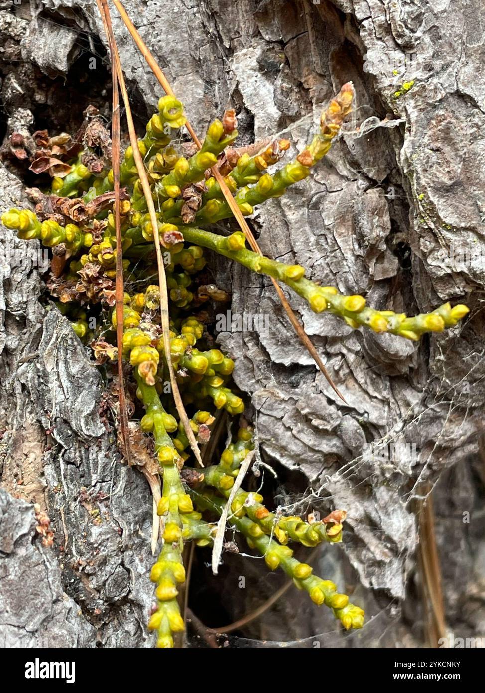 Coastal Dwarf-Mistletoe (Arceuthobium littorum Stock Photo - Alamy