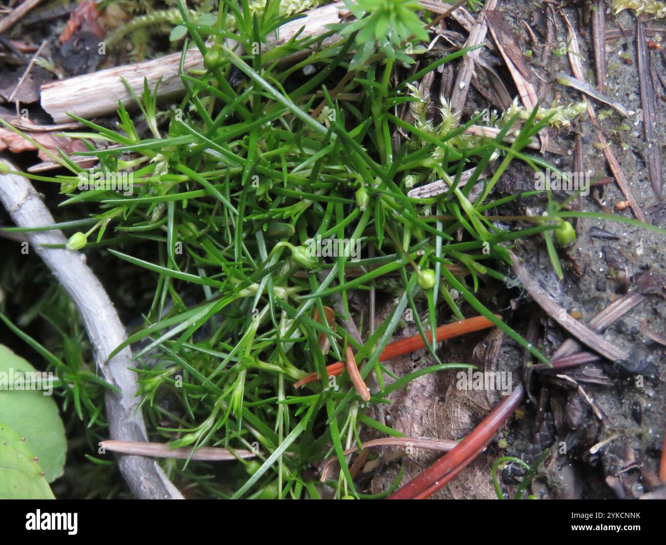 Procumbent Pearlwort (Sagina procumbens Stock Photo - Alamy