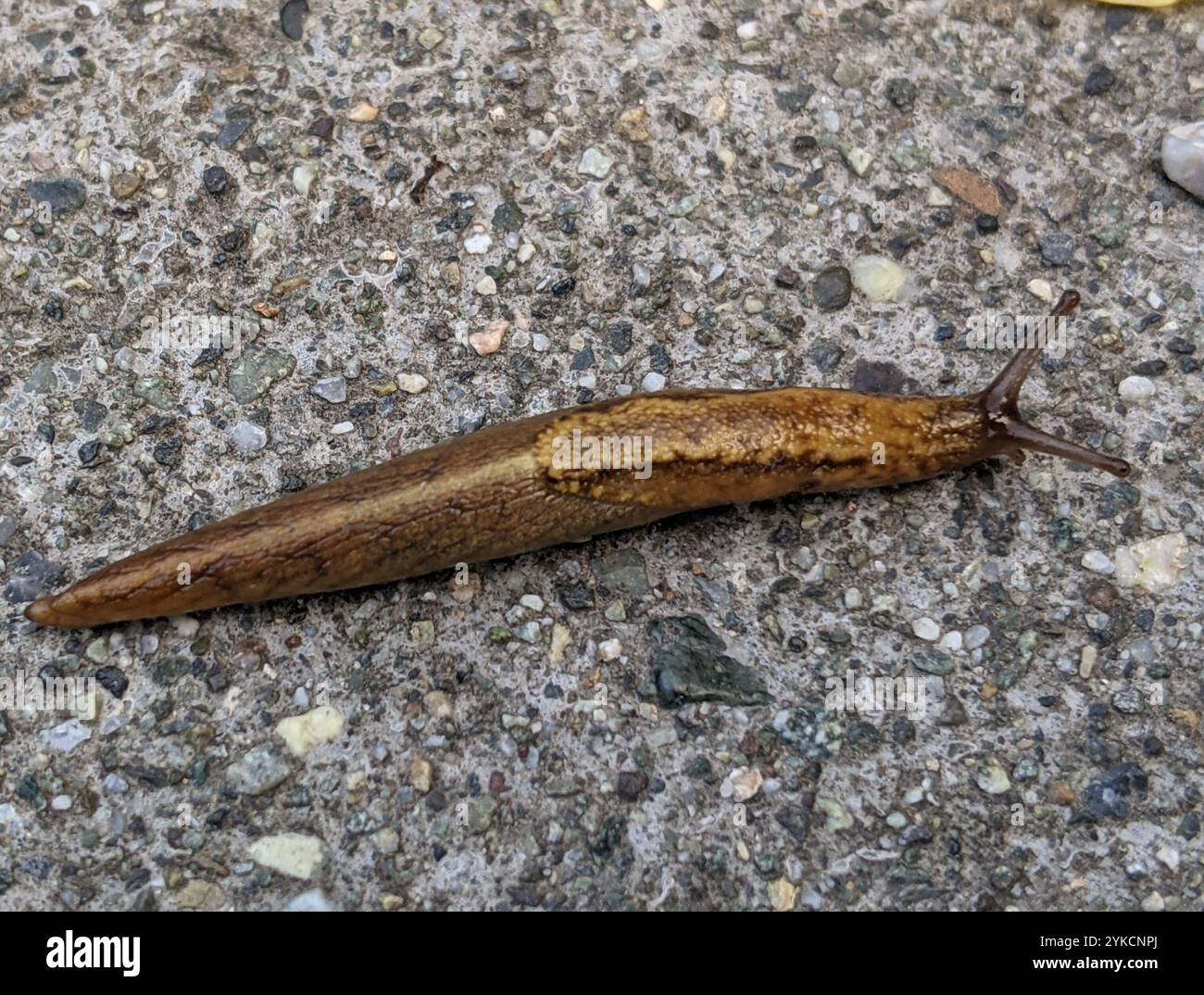 Reticulate Taildropper (Prophysaon andersonii Stock Photo - Alamy