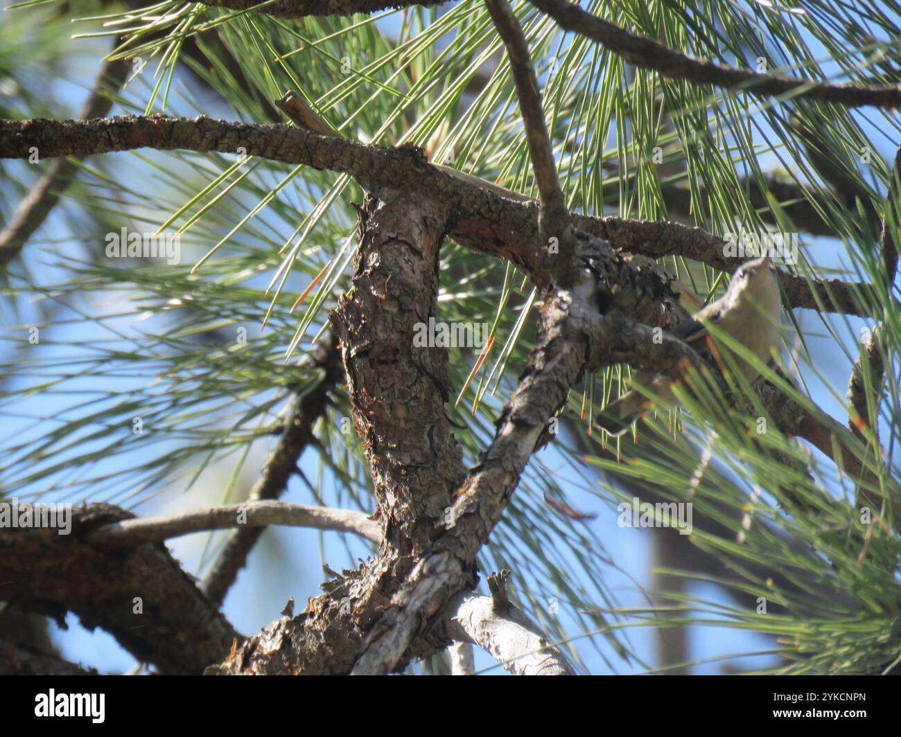 Pygmy Nuthatch (Sitta pygmaea Stock Photo - Alamy