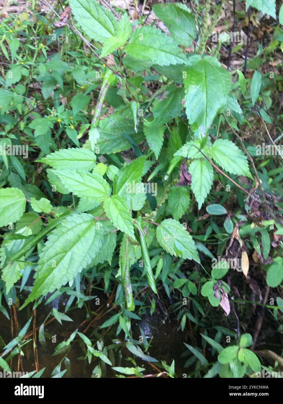 false nettle (Boehmeria cylindrica Stock Photo - Alamy