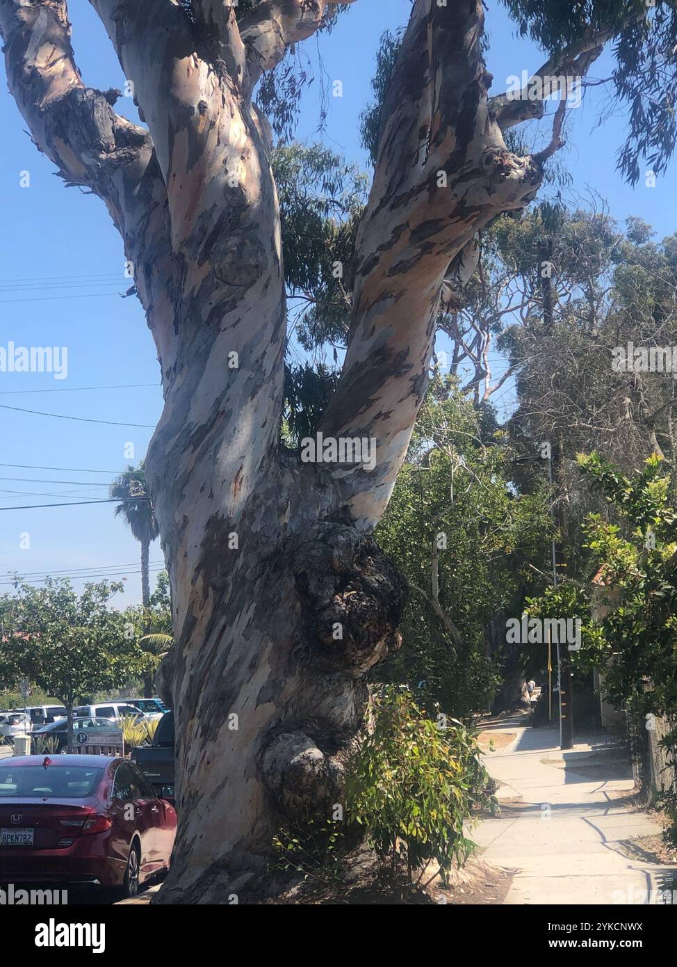 sugar gum (Eucalyptus cladocalyx Stock Photo - Alamy