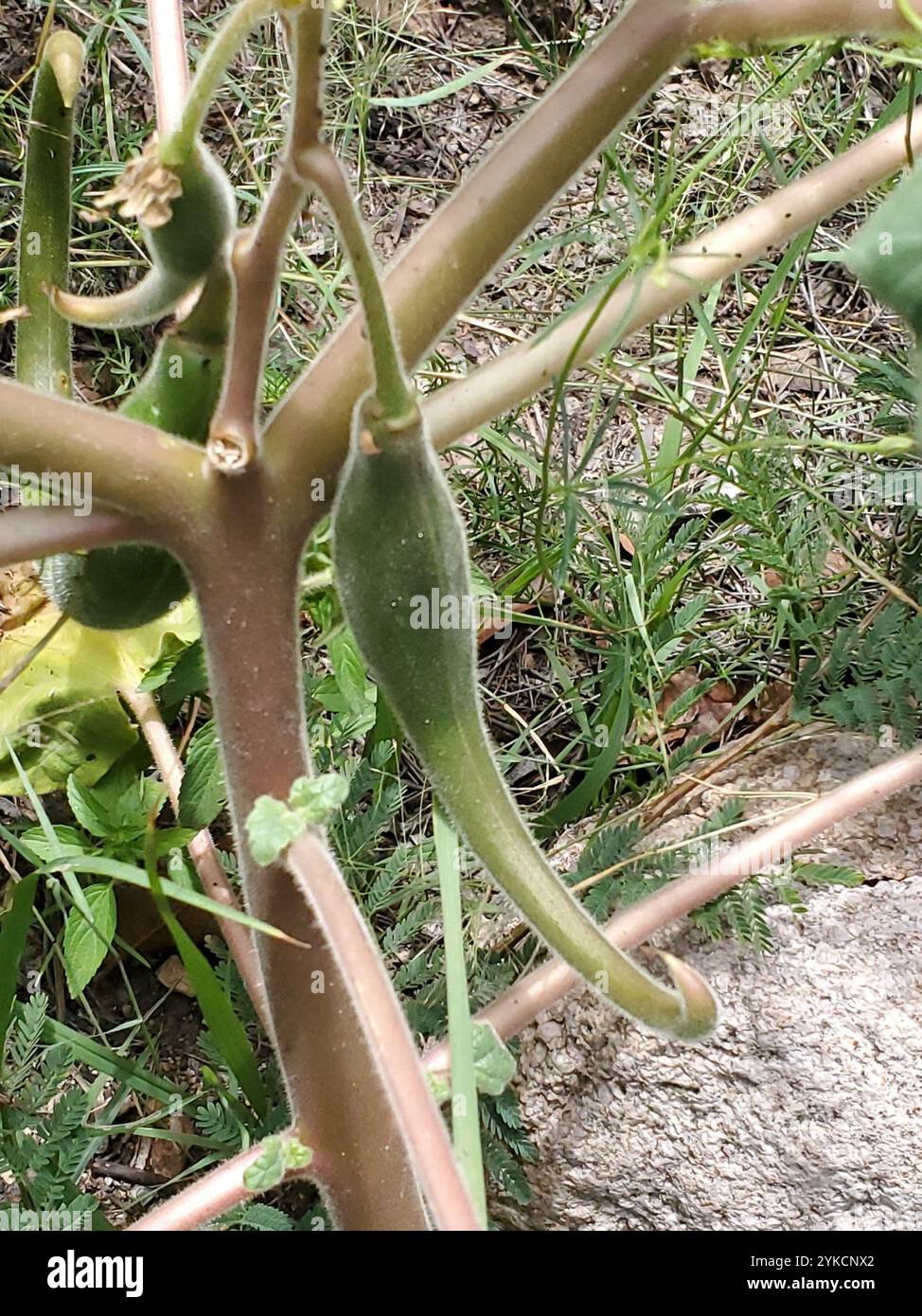 Doubleclaw (Proboscidea parviflora Stock Photo - Alamy