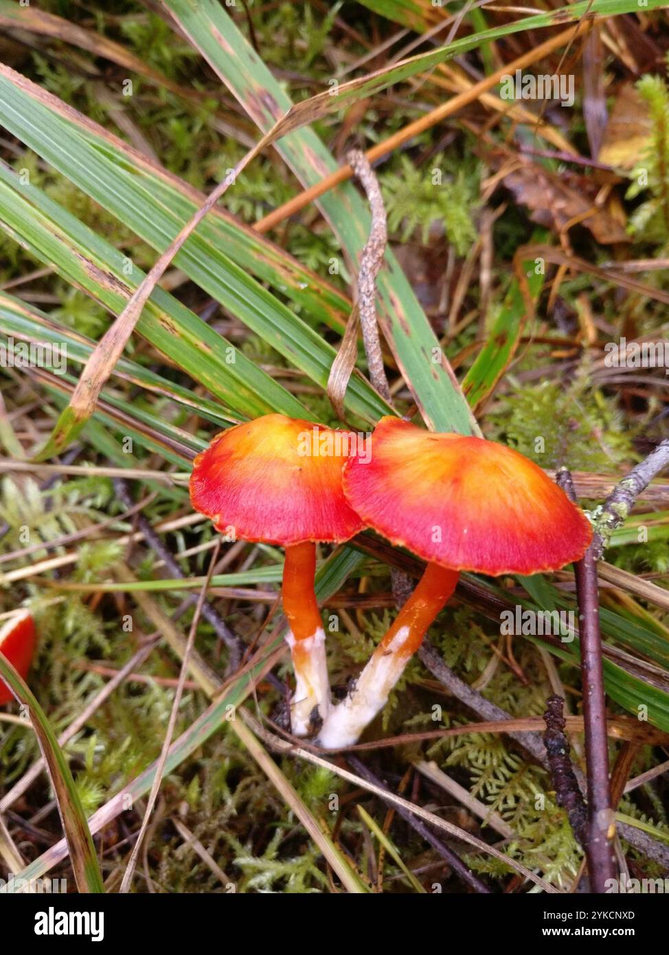 Scarlet Waxy Cap (Hygrocybe coccinea Stock Photo - Alamy
