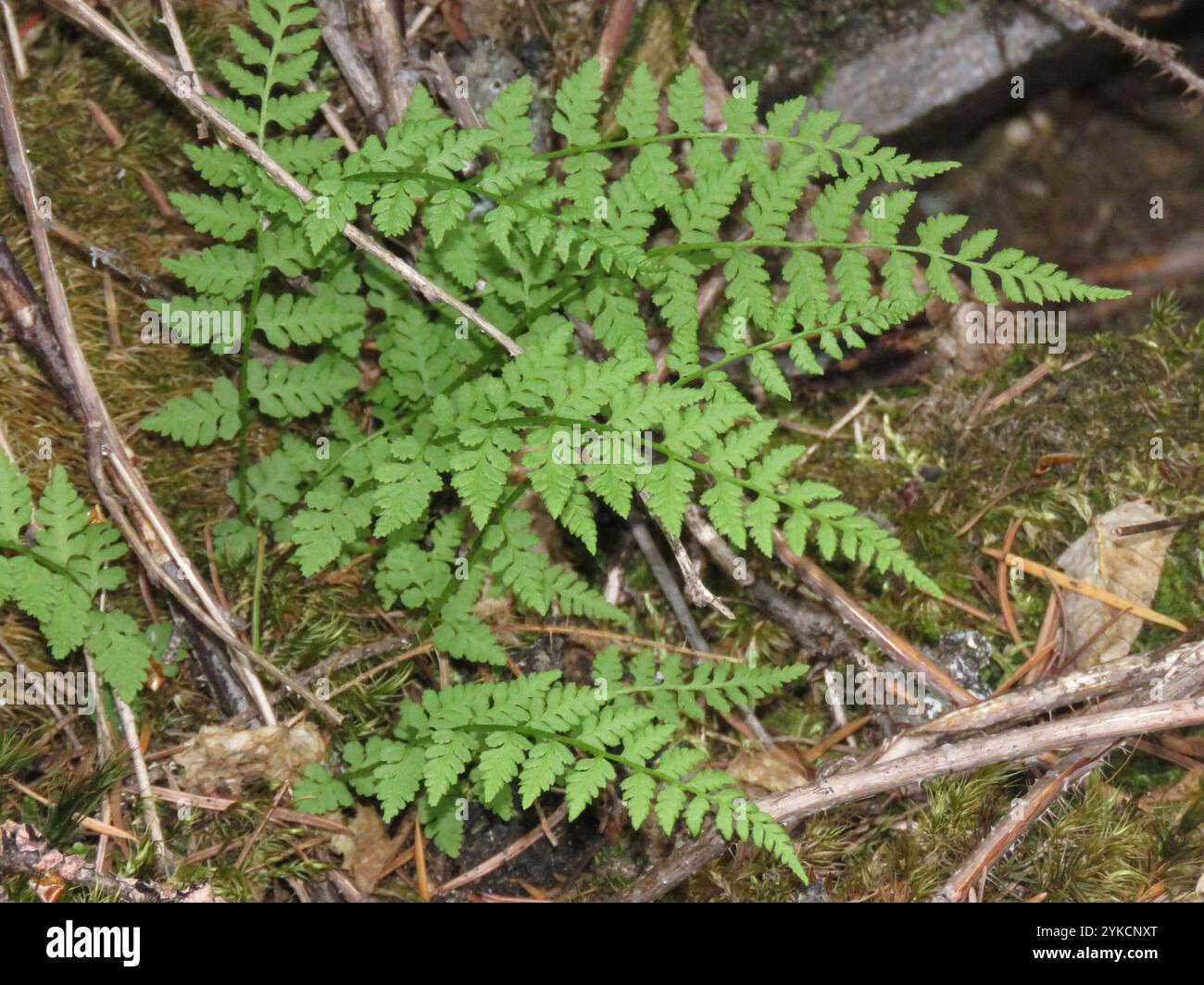 brittle bladderfern (Cystopteris fragilis Stock Photo - Alamy