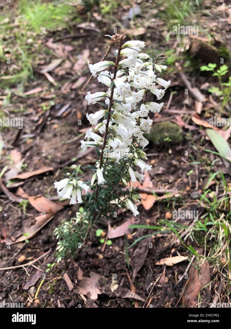 Epacris impressa hi-res stock photography and images - Alamy
