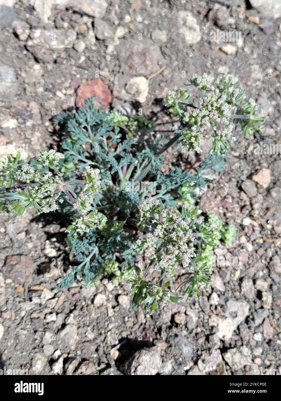 Bigseed hi-res stock photography and images - Alamy