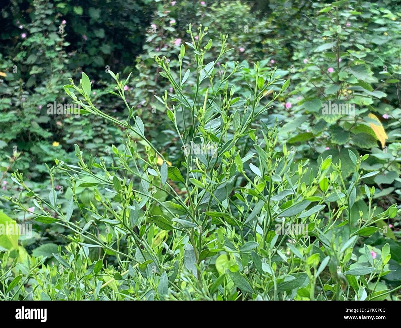 groundsel tree (Baccharis halimifolia Stock Photo - Alamy
