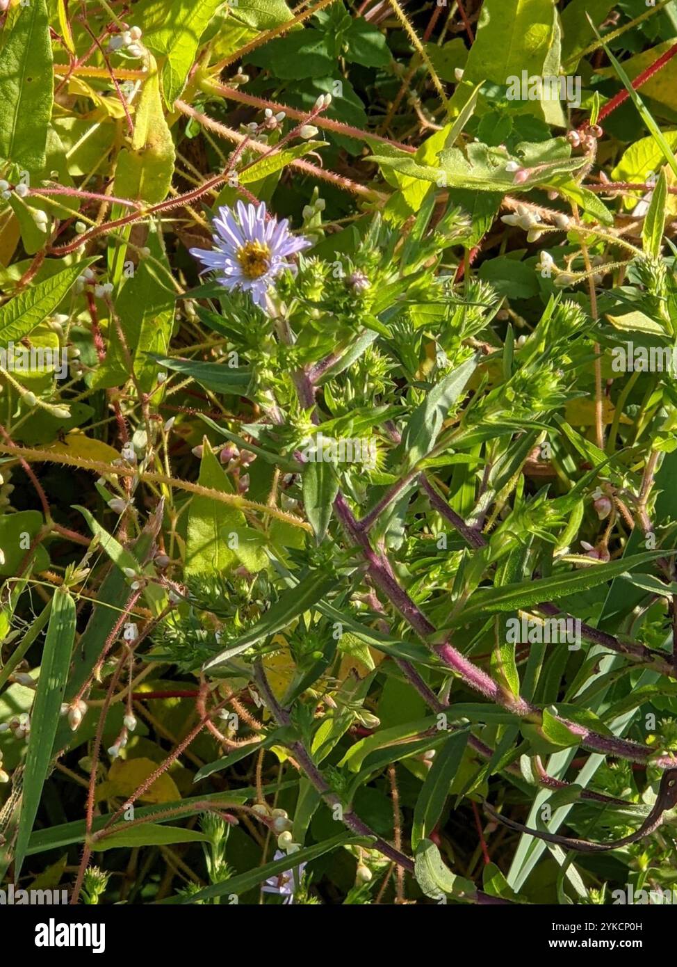 swamp aster (Symphyotrichum puniceum Stock Photo - Alamy