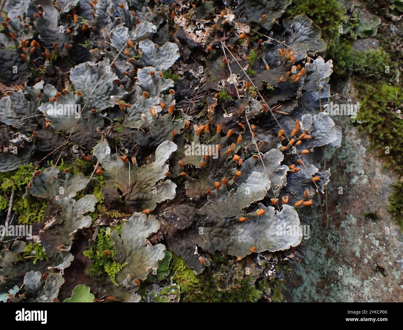 membranous pelt lichen (Peltigera membranacea Stock Photo - Alamy