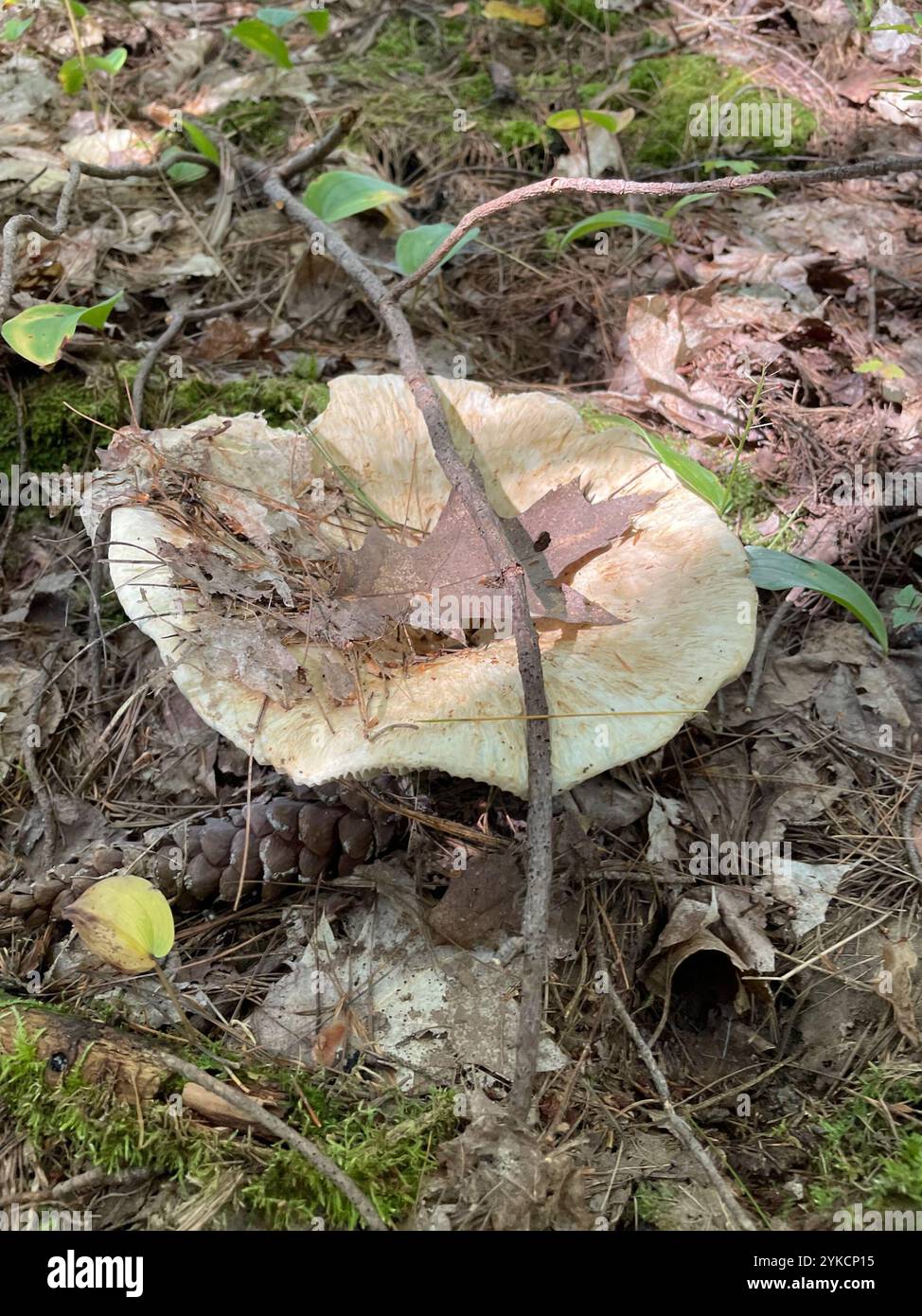 Short-stemmed Russula (Russula brevipes Stock Photo - Alamy