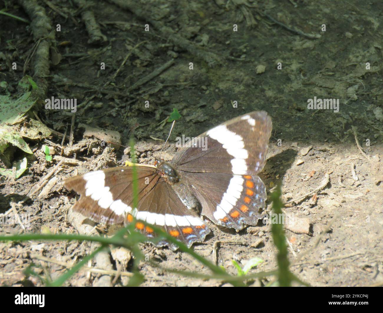 Western White Admiral (Limenitis arthemis rubrofasciata Stock Photo - Alamy