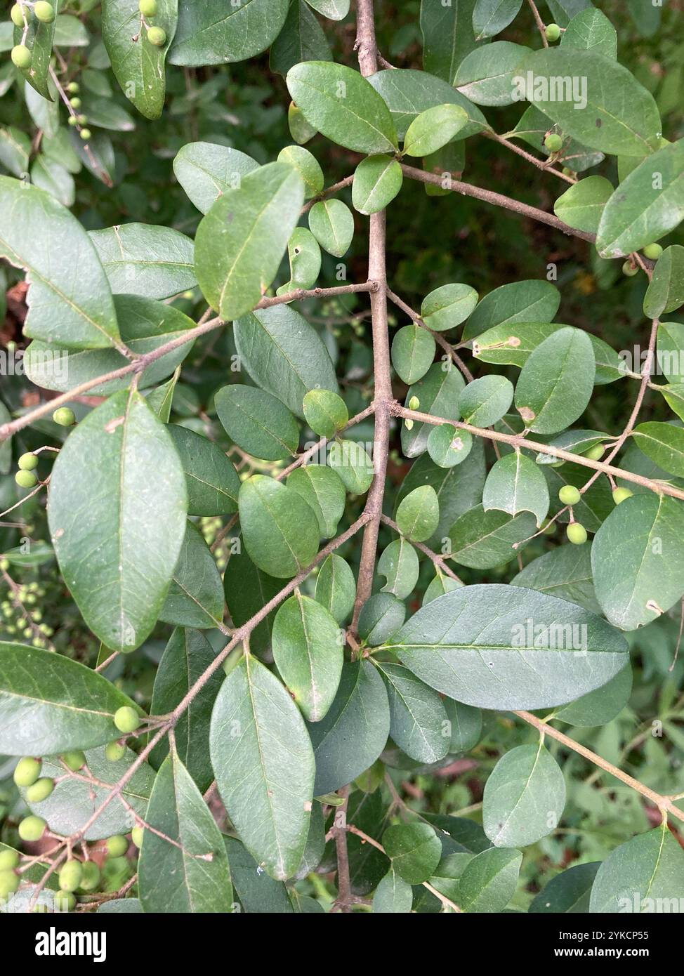 Chinese privet (Ligustrum sinense Stock Photo - Alamy