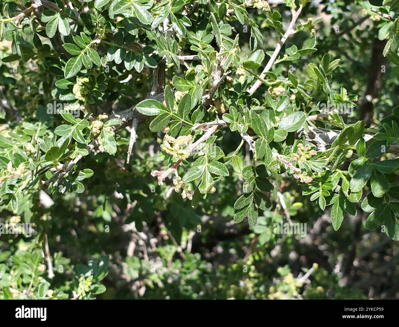 little leaf sumac (Rhus microphylla Stock Photo - Alamy