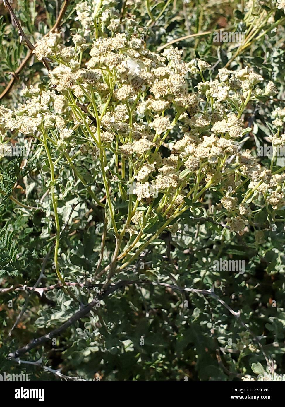 mariola (Parthenium incanum Stock Photo - Alamy