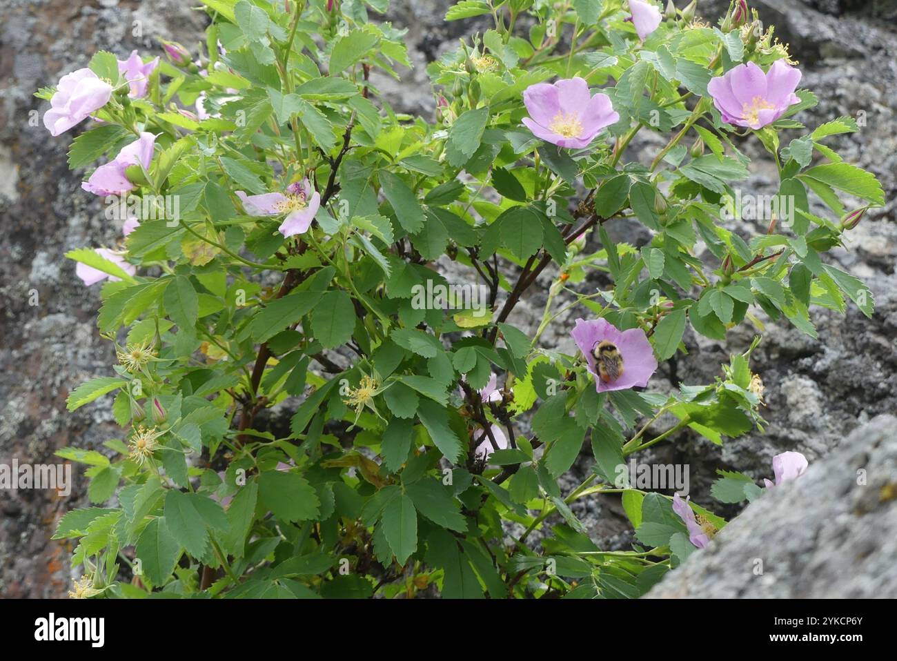 Bombus centralis hi-res stock photography and images - Alamy