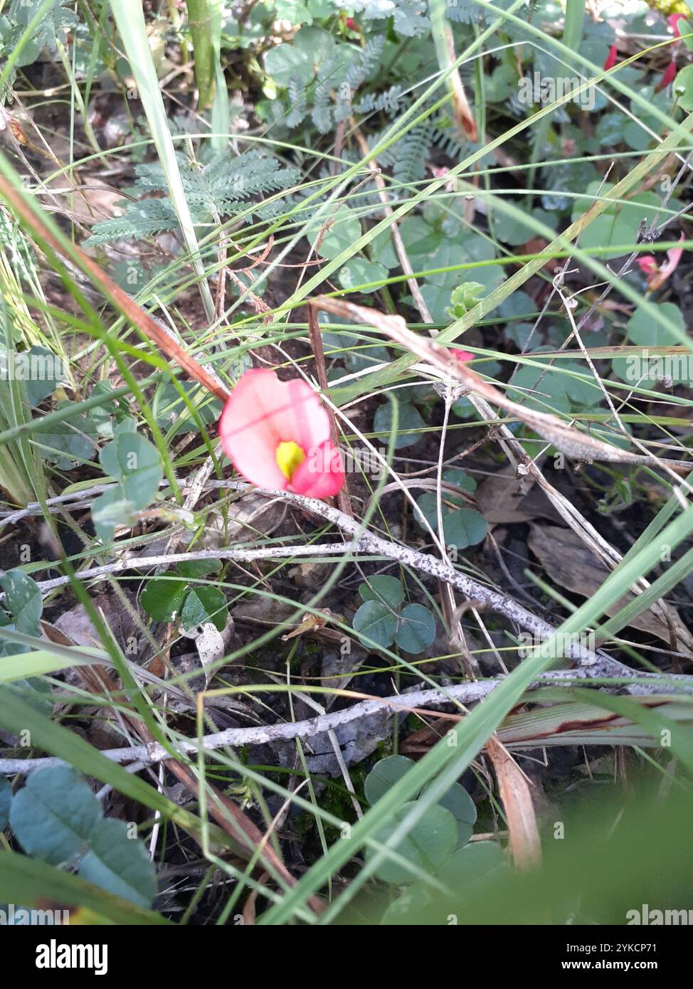 Running postman kennedia hi-res stock photography and images - Alamy