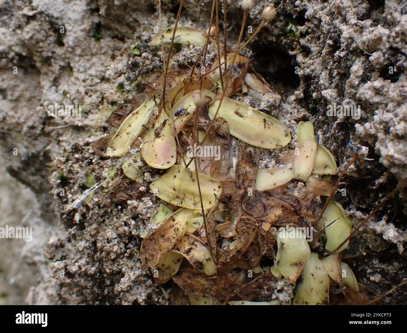 Common Butterwort (Pinguicula vulgaris Stock Photo - Alamy
