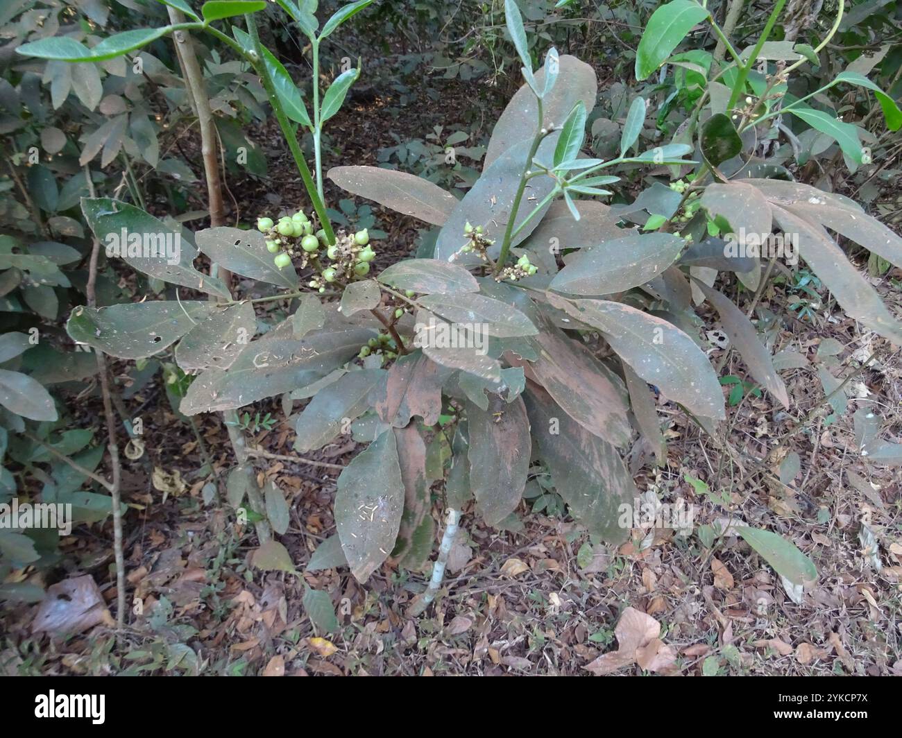 Glycosmis pentaphylla hi-res stock photography and images - Alamy