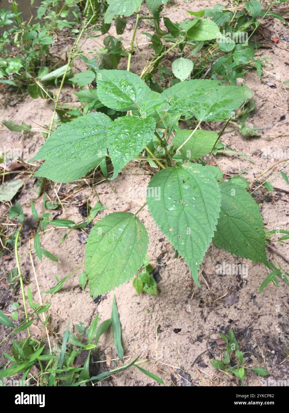 false nettle (Boehmeria cylindrica Stock Photo - Alamy
